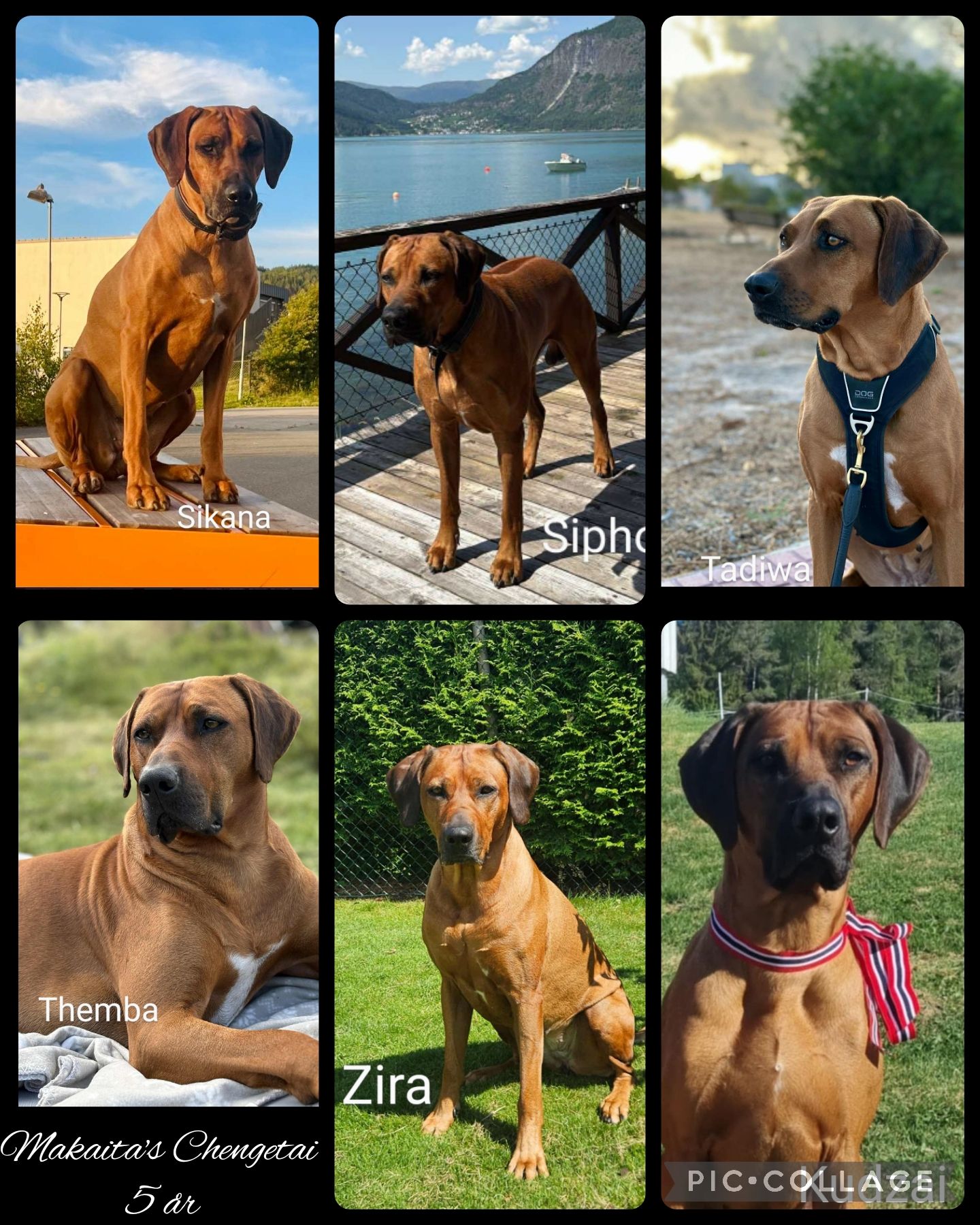 Chengetai-kullet 5 år | Kennel Makaita